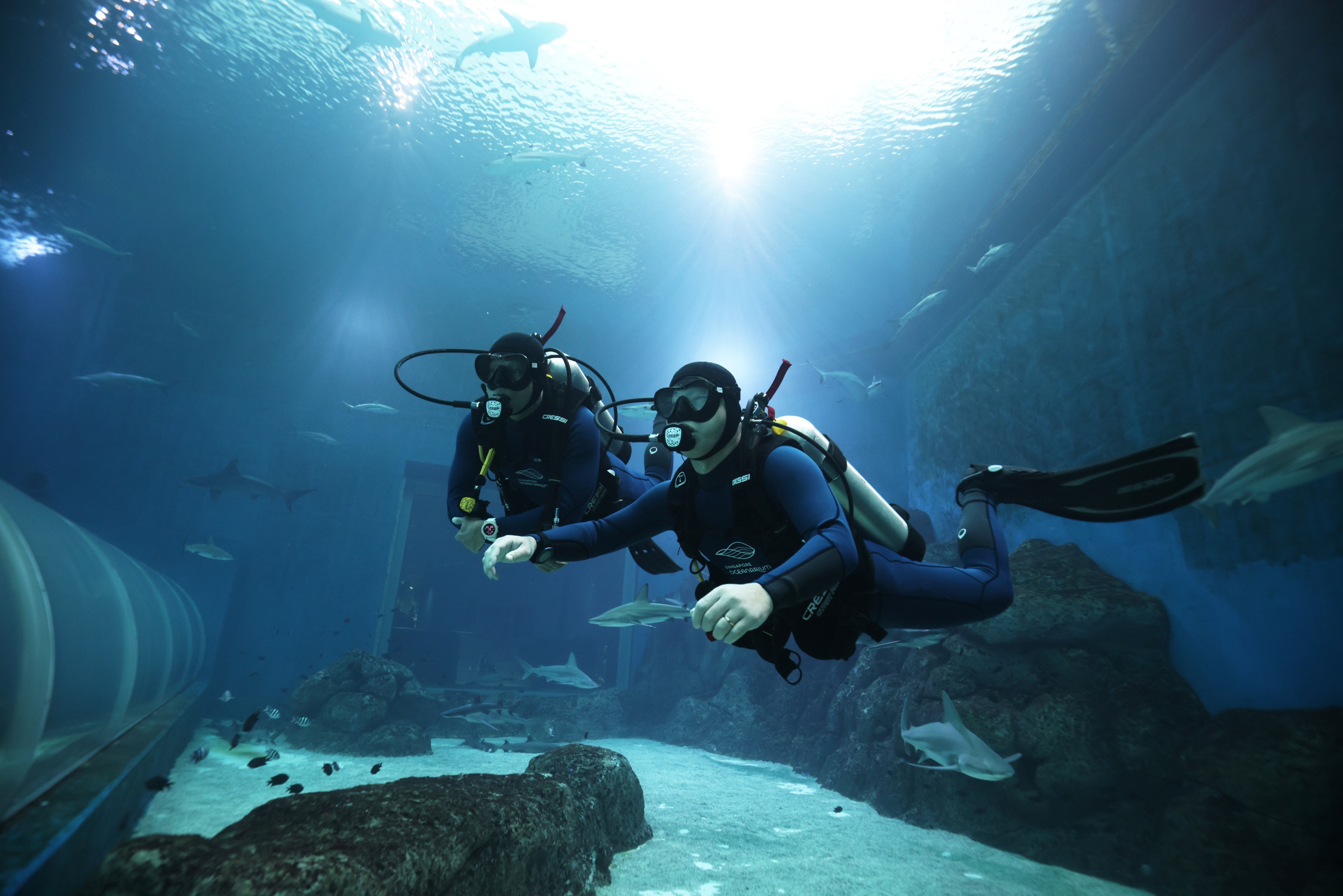 Shark Dive | Singapore Oceanarium